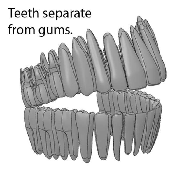 gums tooth teeth 3d model