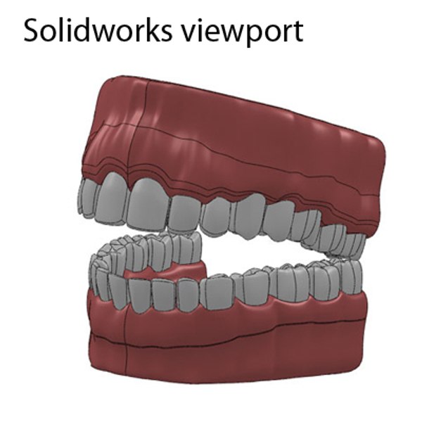 gums tooth teeth 3d model