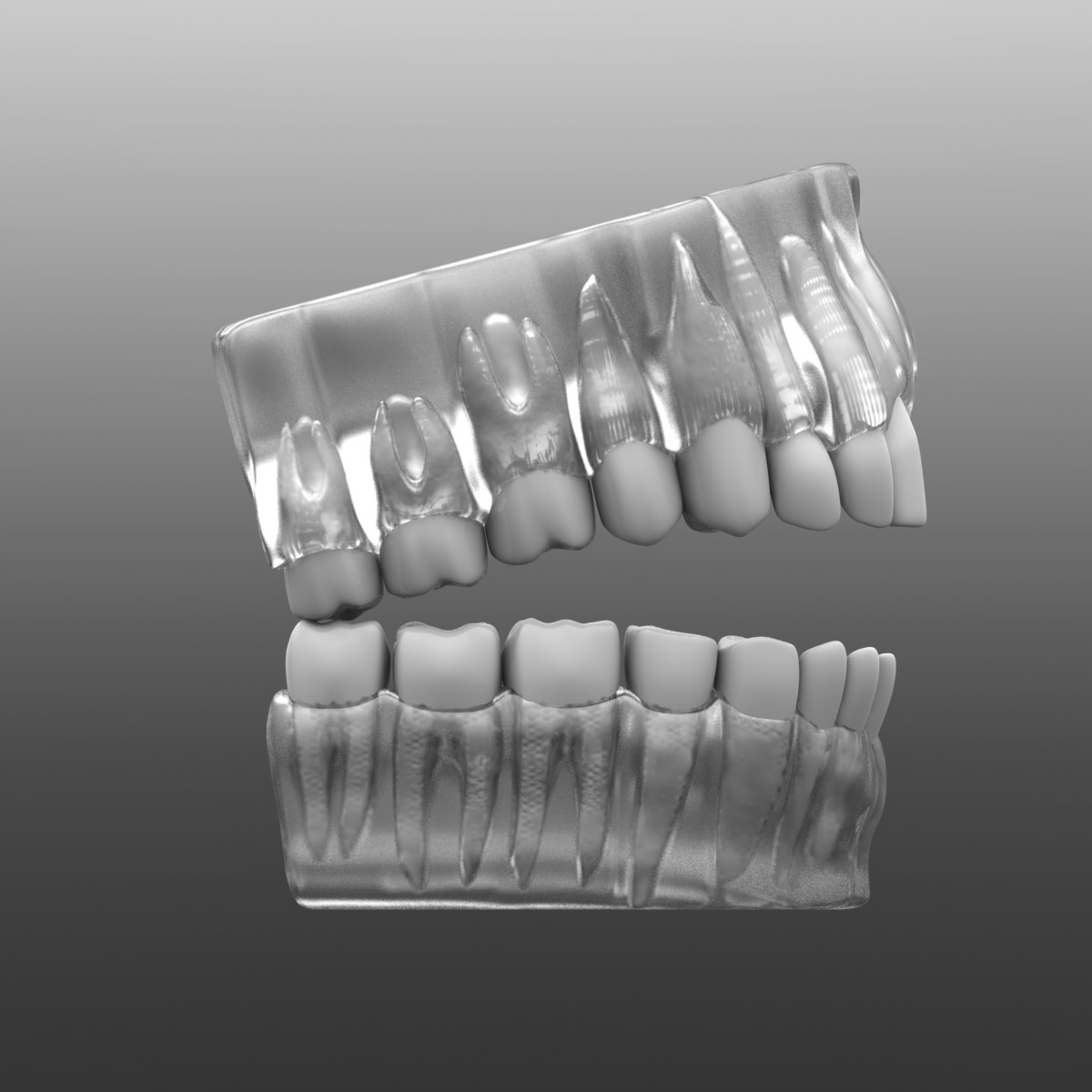 gums tooth teeth 3d model