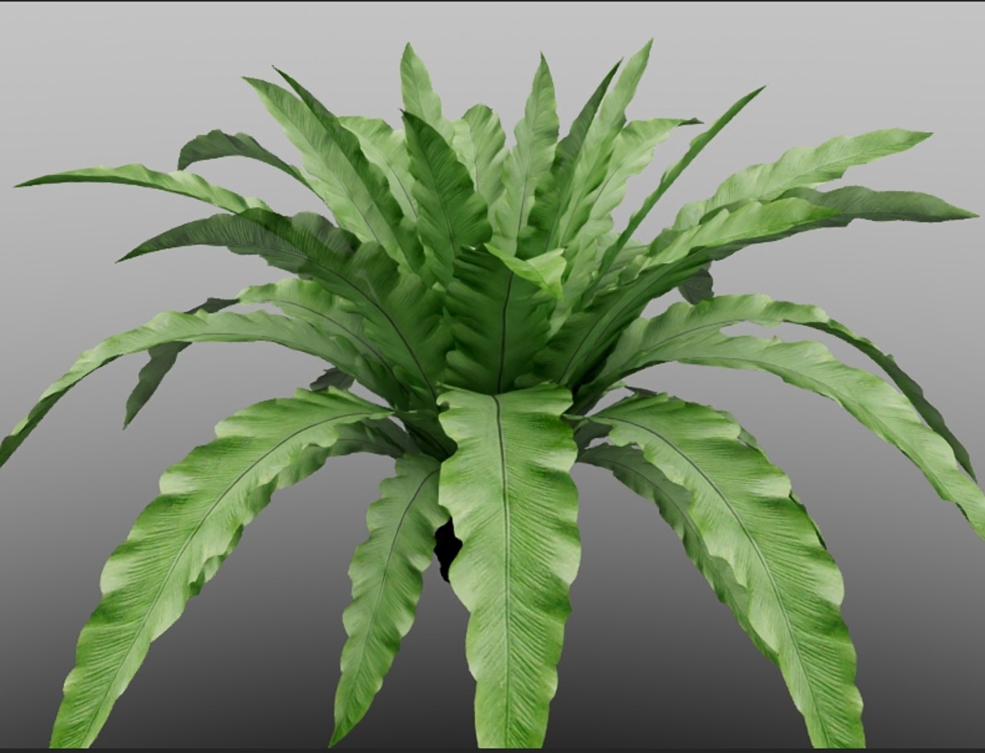 3D A Model Of A Shrub - Like Green Plant With Slender Leaves Model ...