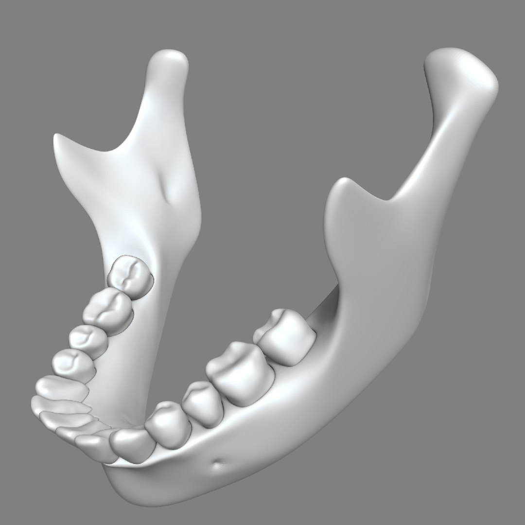 3d Mandible Model