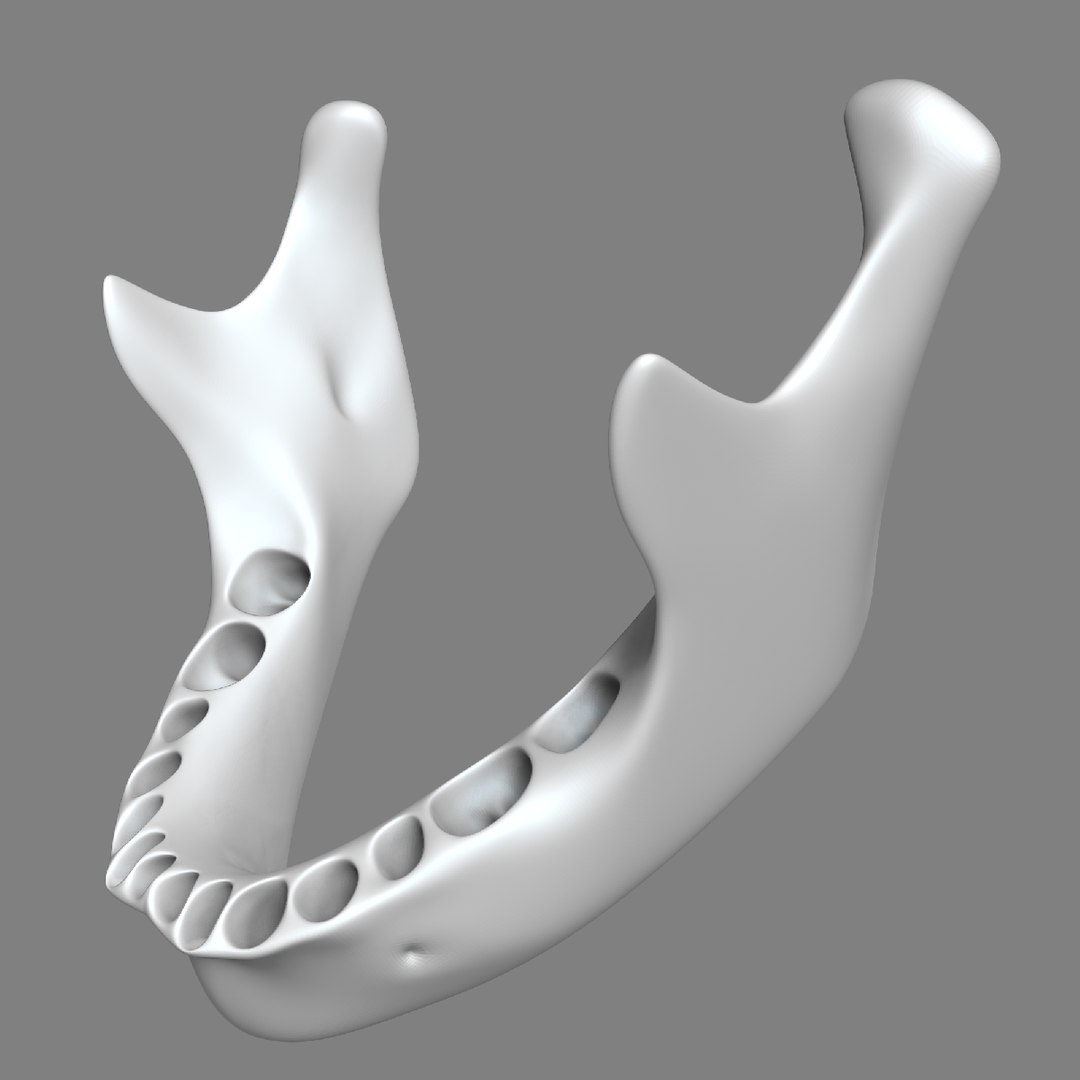 3d Mandible Model