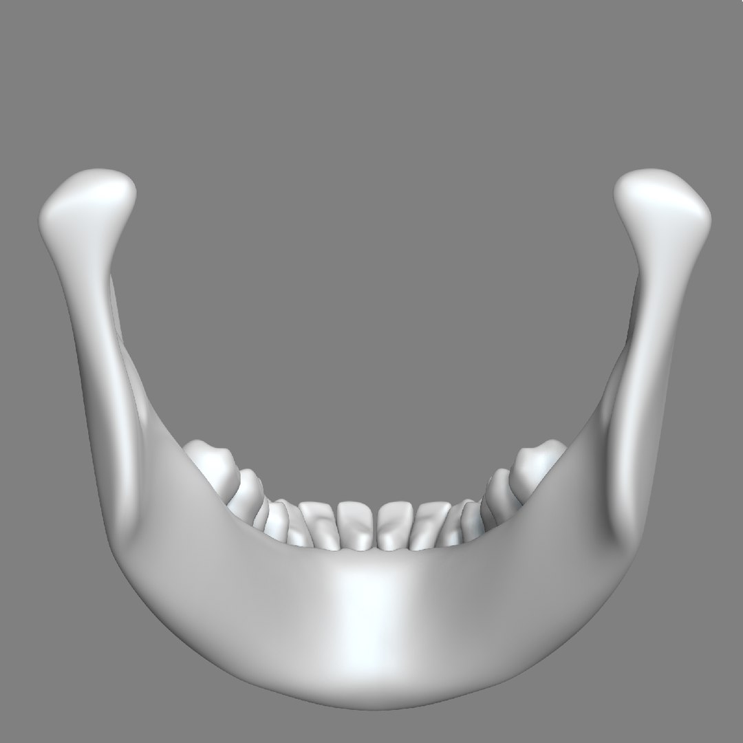 3d Mandible Model