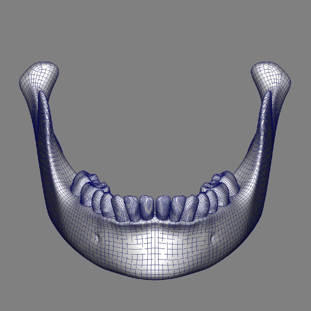 3d Mandible Model