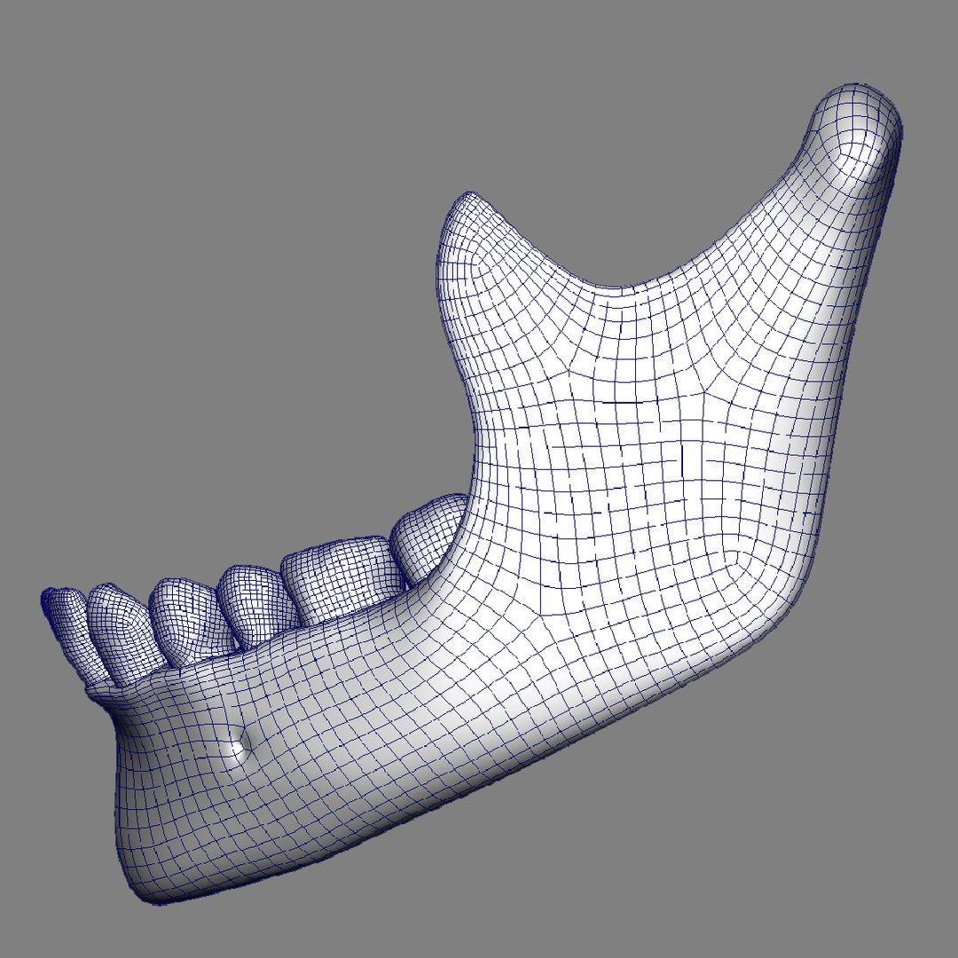 3d Mandible Model