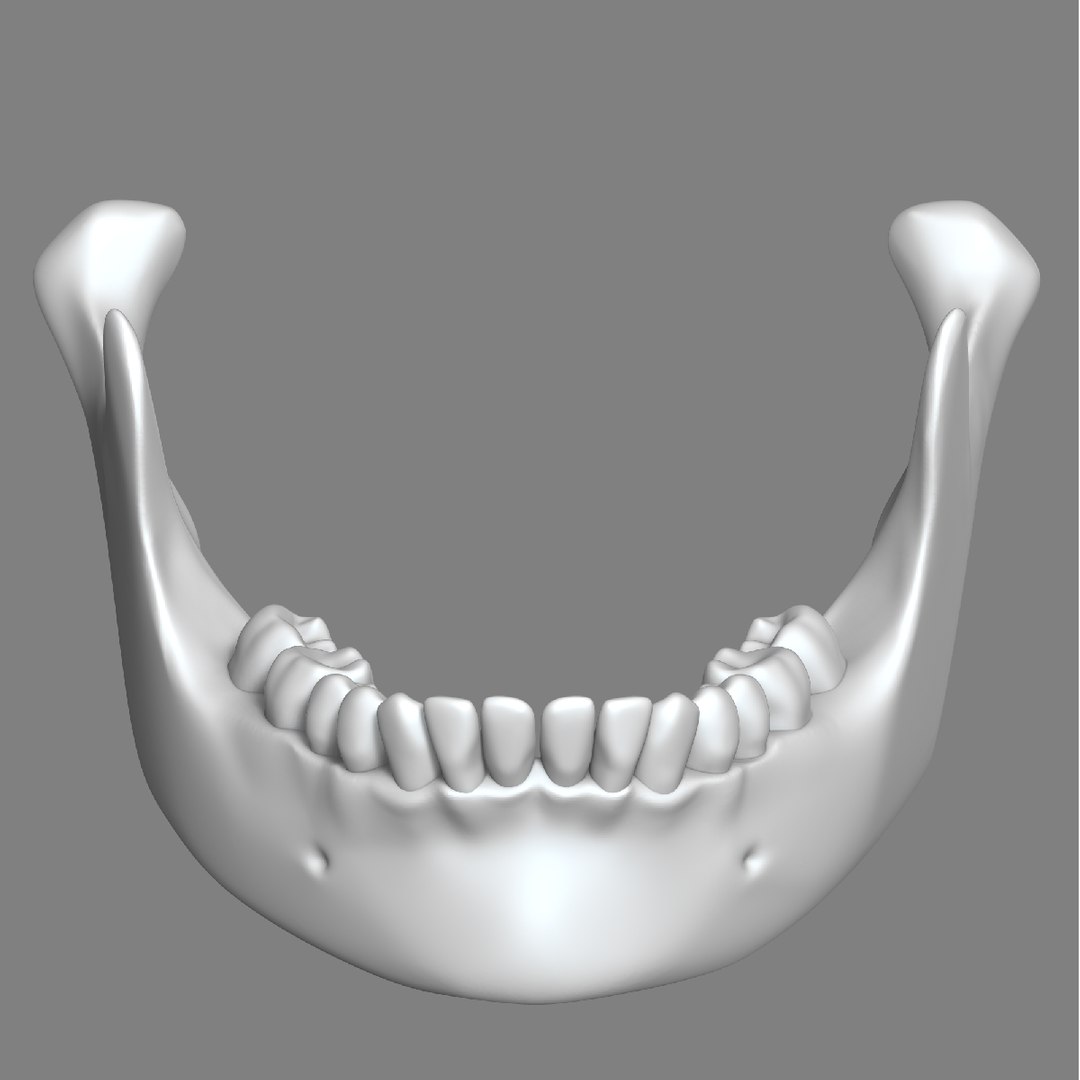 3d Mandible Model