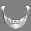 3d mandible model