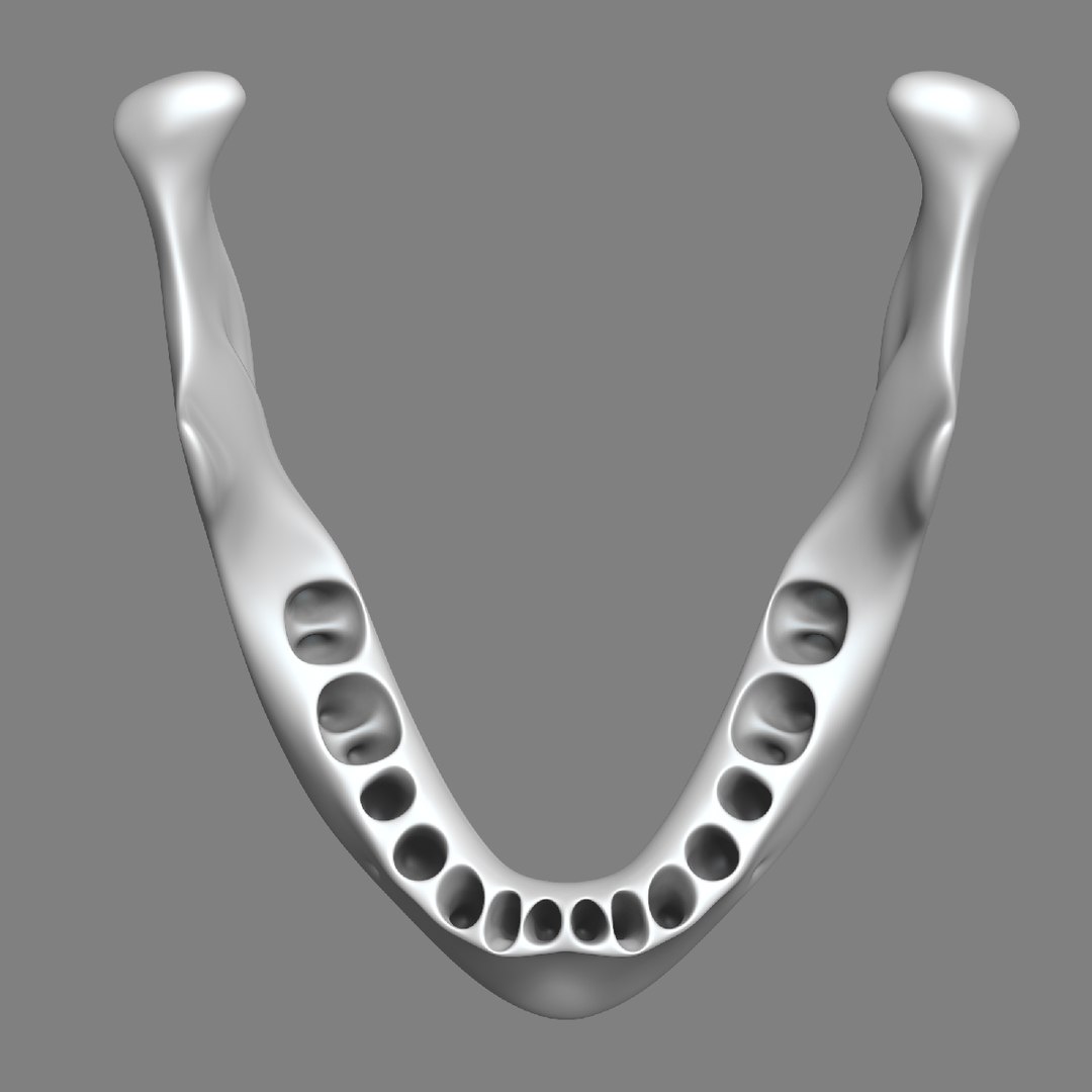 3d Mandible Model