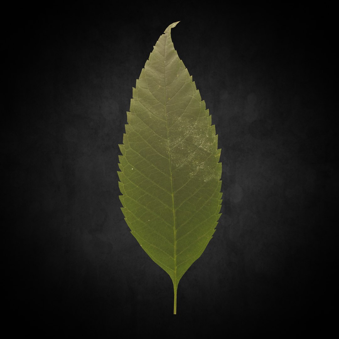 3D Leaf Model - TurboSquid 1652992