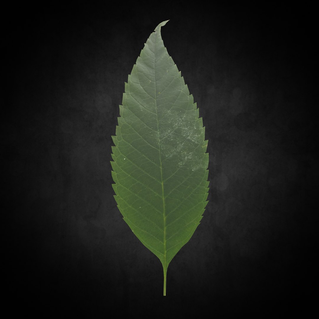 3D Leaf Model - TurboSquid 1652992