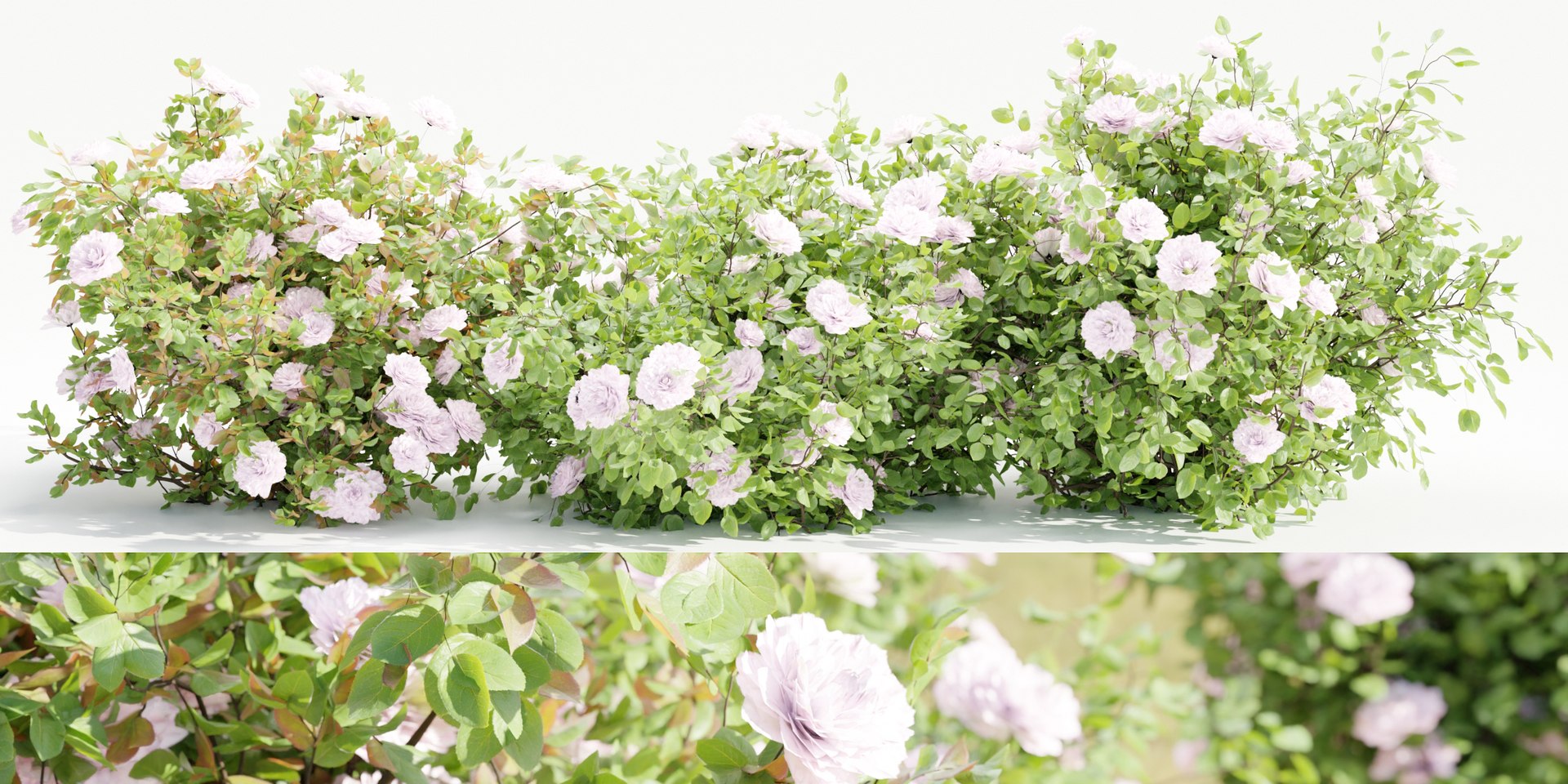 Rose Bushes Collection Vol 121-Blender Model - TurboSquid 2141280