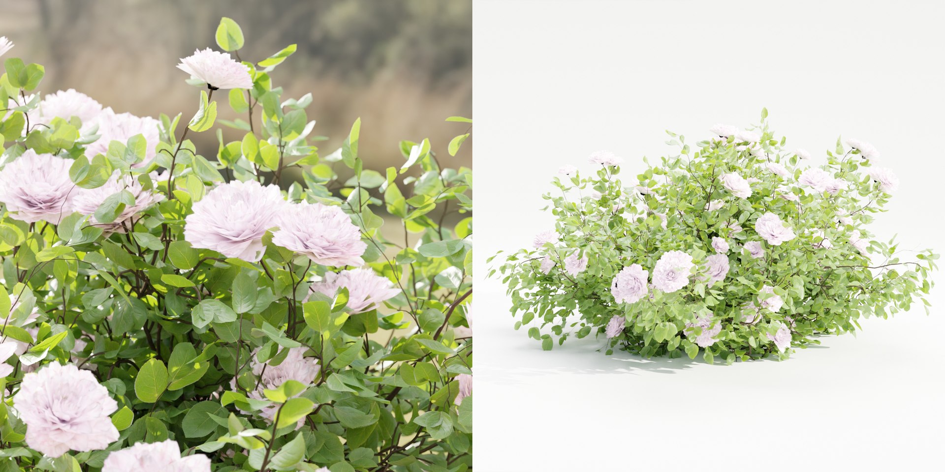 Rose Bushes Collection Vol 121-Blender Model - TurboSquid 2141280