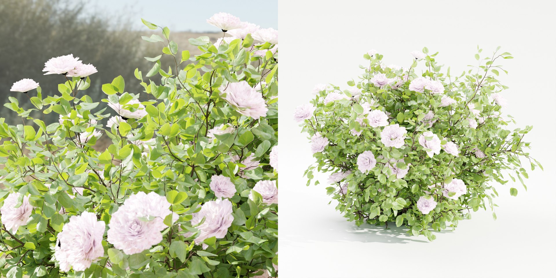 Rose Bushes Collection Vol 121-Blender Model - TurboSquid 2141280