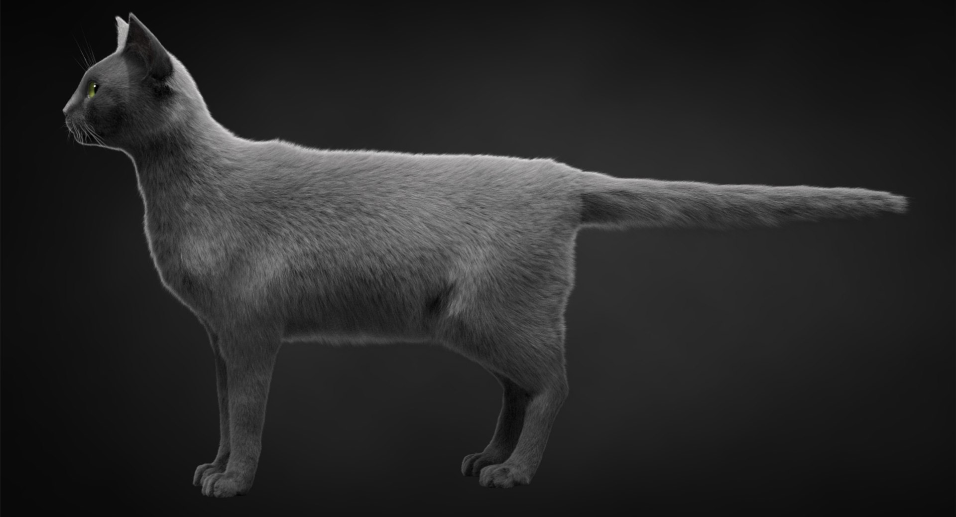 Grey Cat Hair 3D Model - TurboSquid 1309070