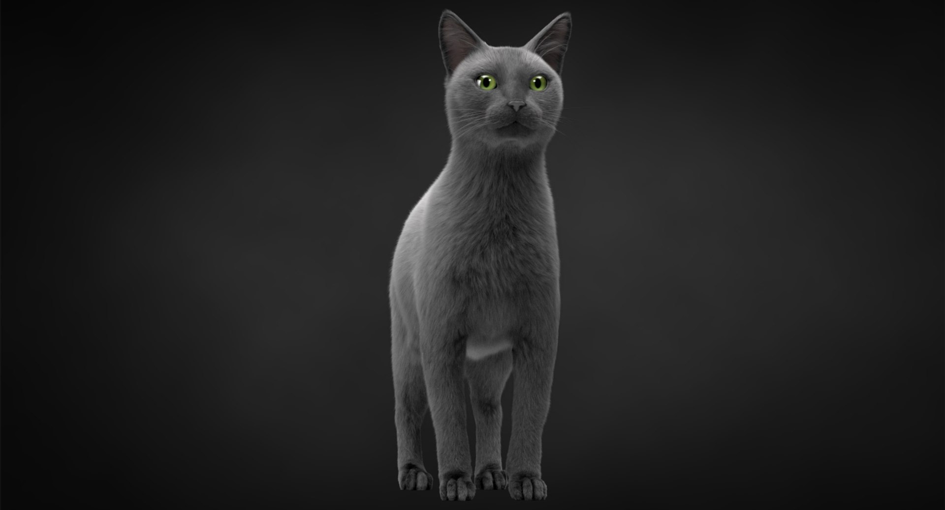 Grey Cat Hair 3D Model - TurboSquid 1309070