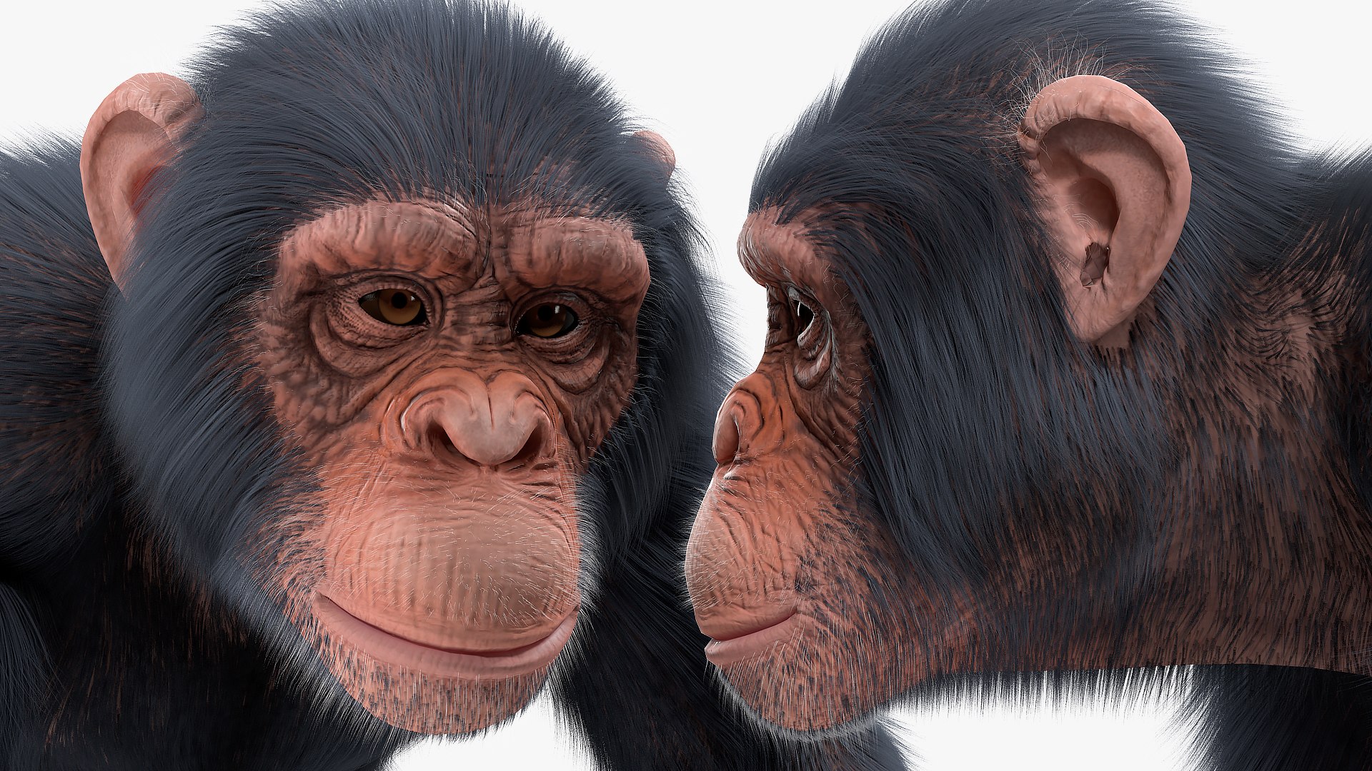 3D Light Chimpanzee Walking Pose - TurboSquid 1431262