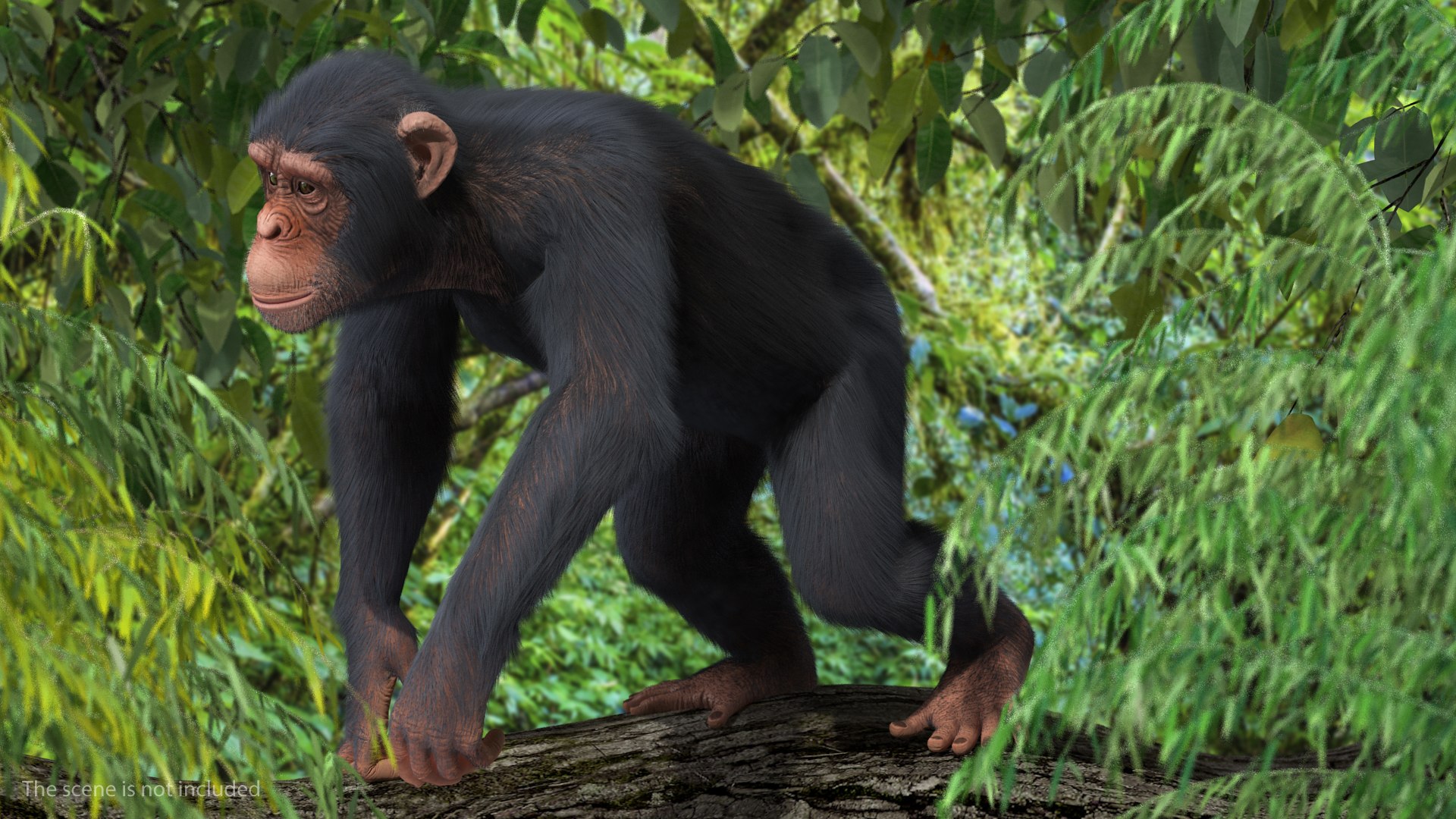 3D Light Chimpanzee Walking Pose - TurboSquid 1431262