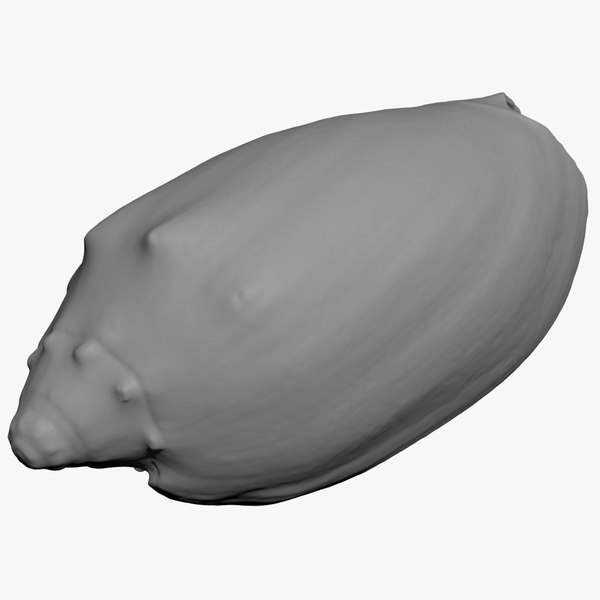 modelo 3d Impresión 3D de Cymbiola Mariaemma - TurboSquid 2295239