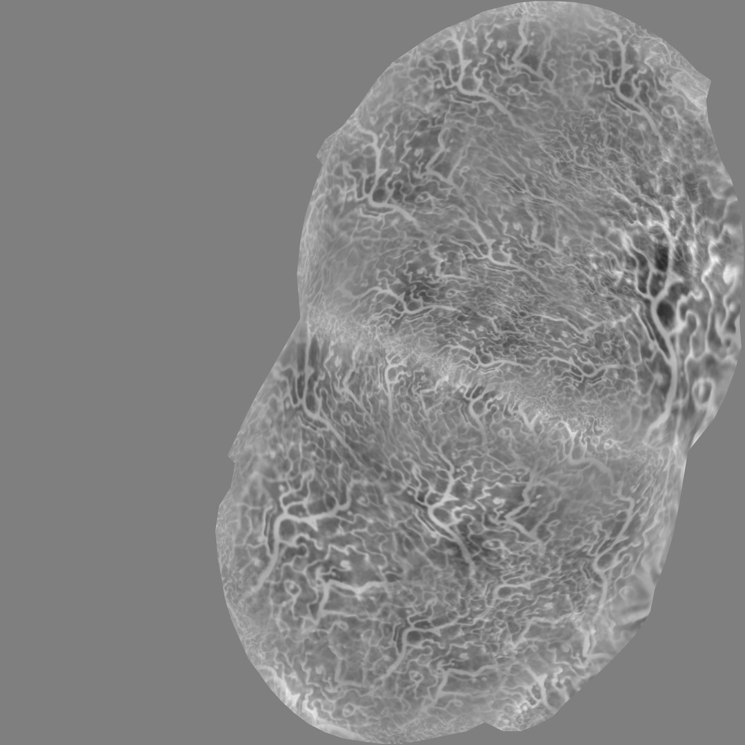 3d brown mammalian fat cell