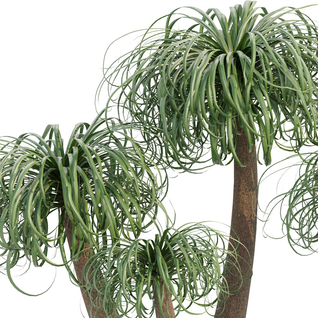 Ponytail Palm Vol 71 3D Model - TurboSquid 1960324