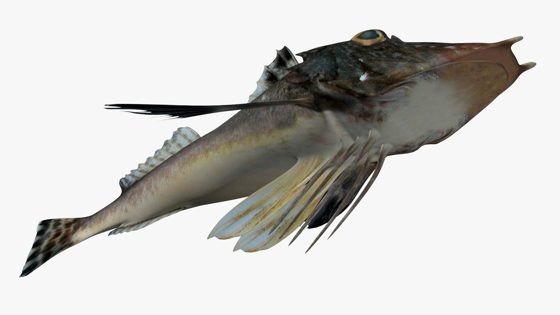 3D model Twobeak Searobin - TurboSquid 1752914