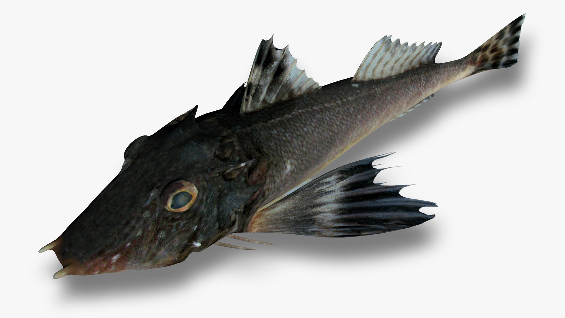 3D model Twobeak Searobin - TurboSquid 1752914
