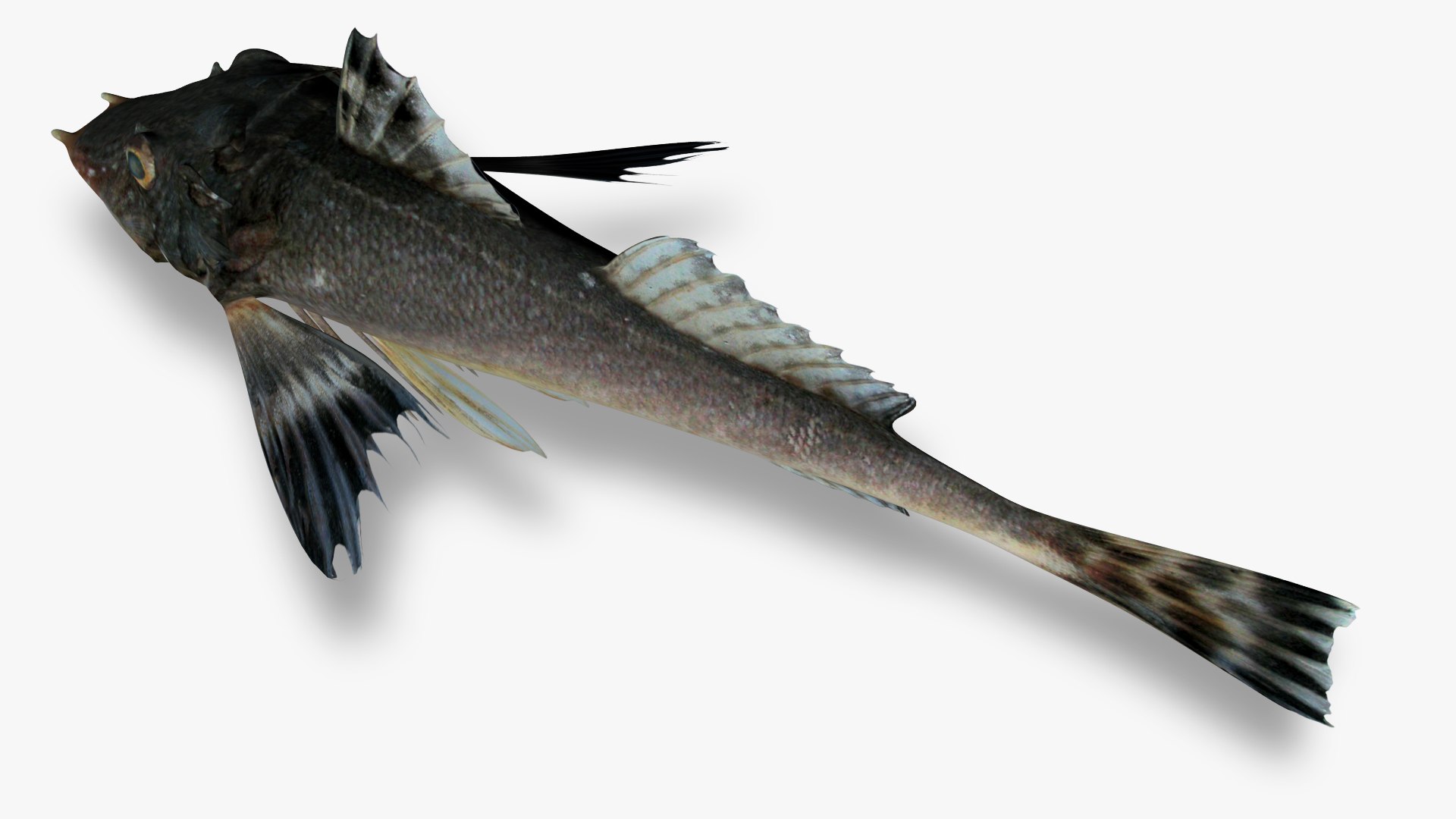 3D model Twobeak Searobin - TurboSquid 1752914