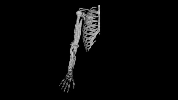 Anatomia Humana - Vista anterior do membro superior direito Modelo 3D ...