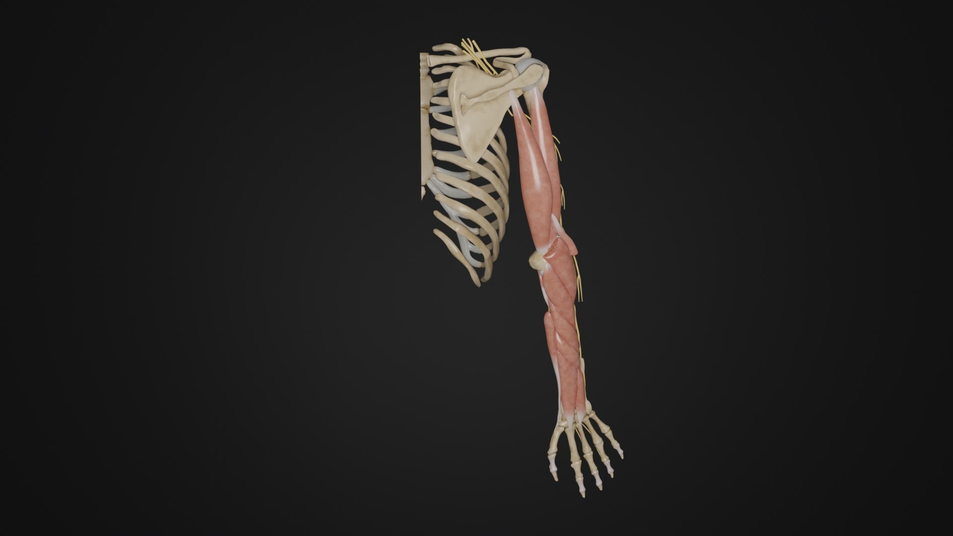 3D Human Anatomy-Right Upper Limb Anterior View - TurboSquid 2218384