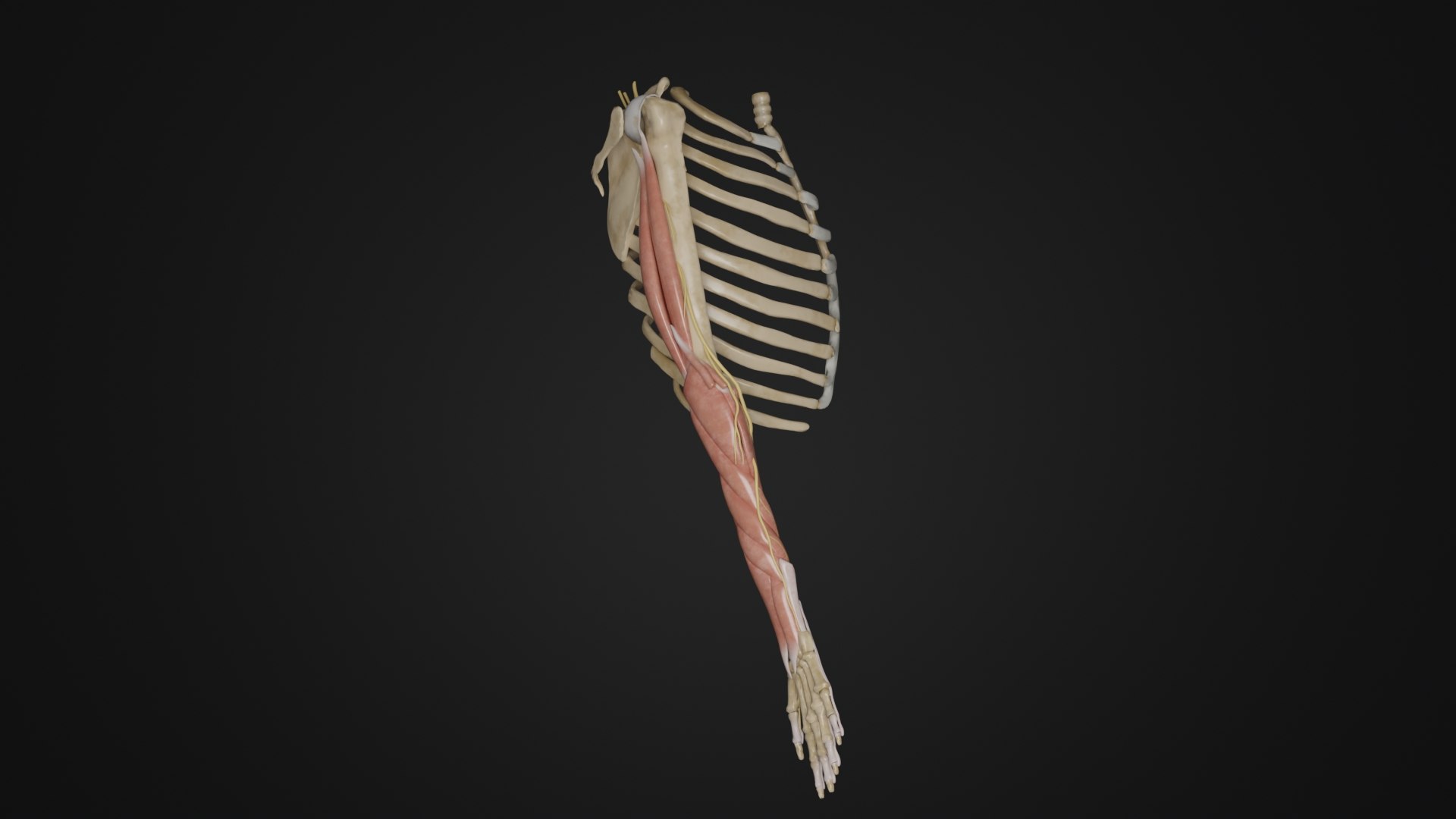 3D Human Anatomy-Right Upper Limb Anterior View - TurboSquid 2218384