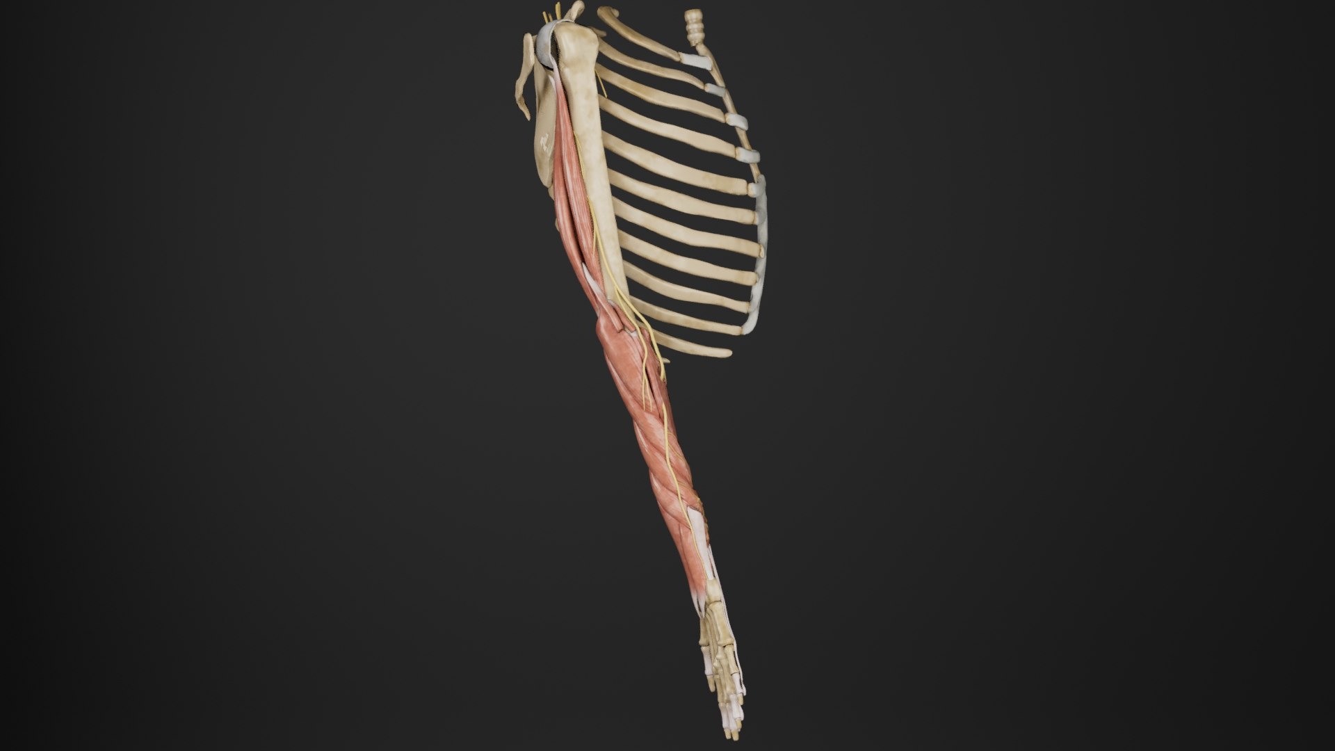 3D Human Anatomy-Right Upper Limb Anterior View - TurboSquid 2218384