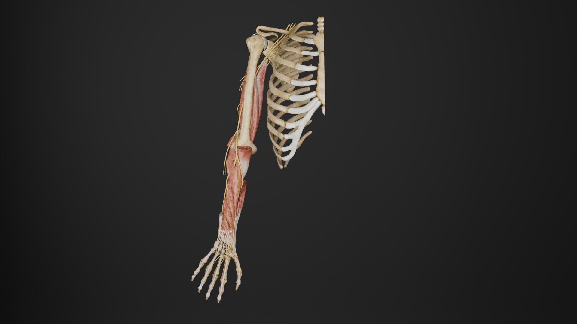 3D Human Anatomy-Right Upper Limb Anterior View - TurboSquid 2218384