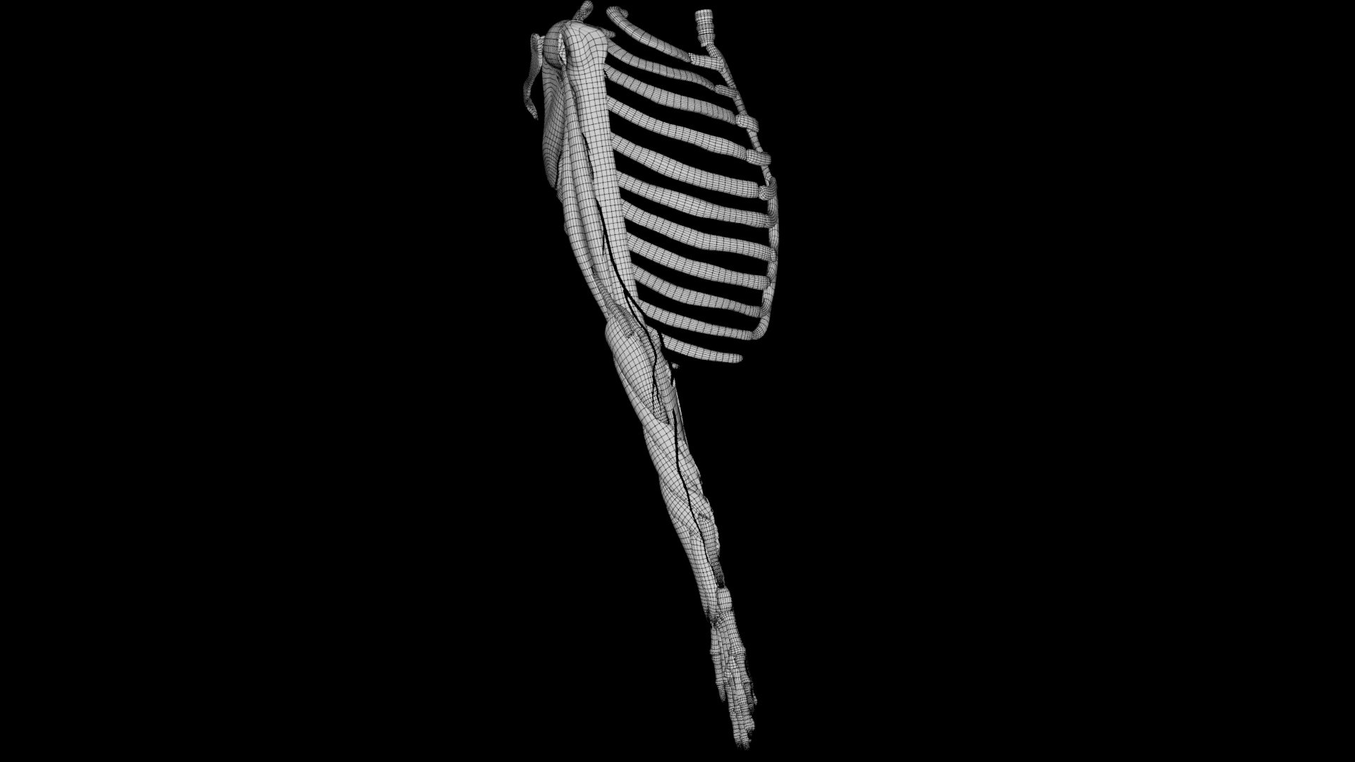 3D Human Anatomy-Right Upper Limb Anterior View - TurboSquid 2218384