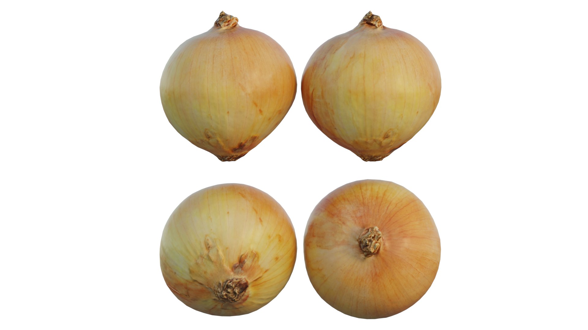 3D Onion Model - TurboSquid 1939162