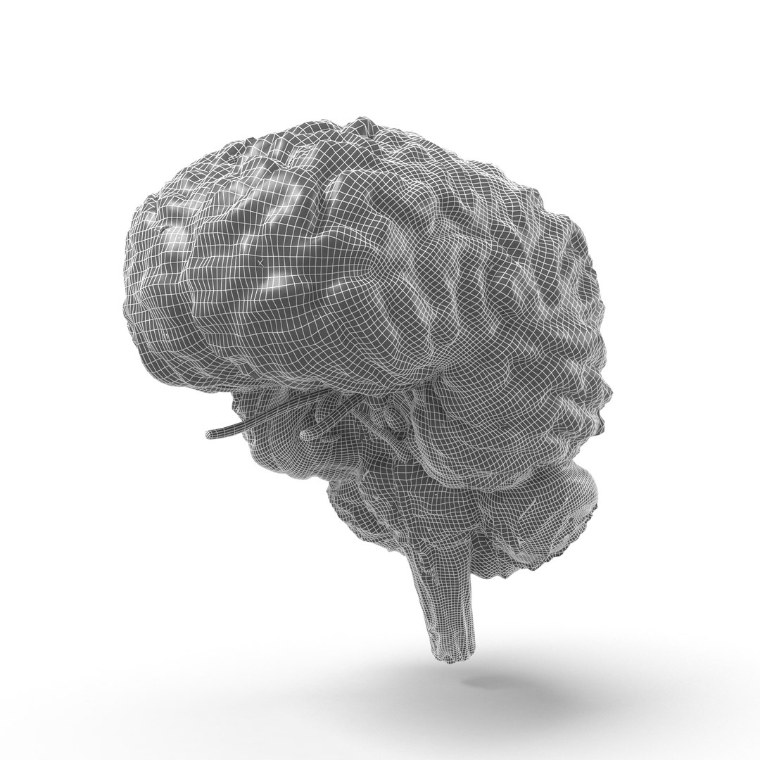 3D model human brain - TurboSquid 1488790