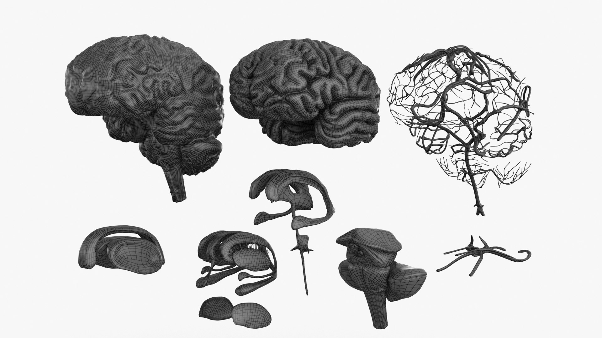 3D model human brain - TurboSquid 1488790