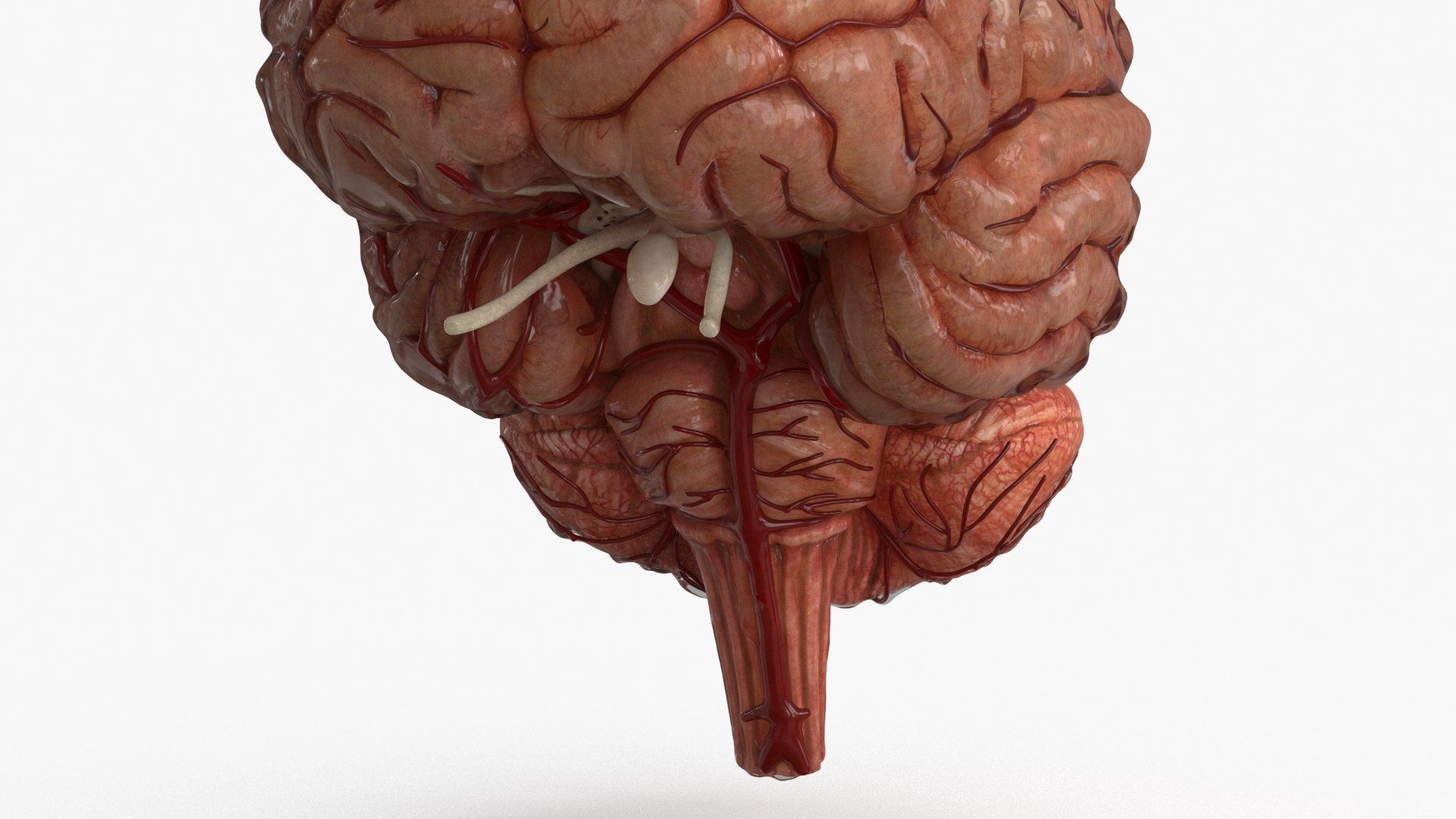 3D model human brain - TurboSquid 1488790