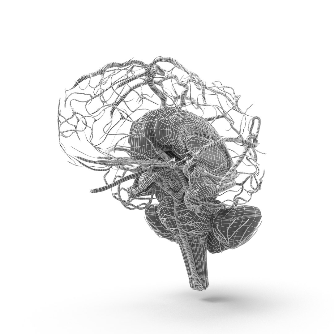 3D model human brain - TurboSquid 1488790