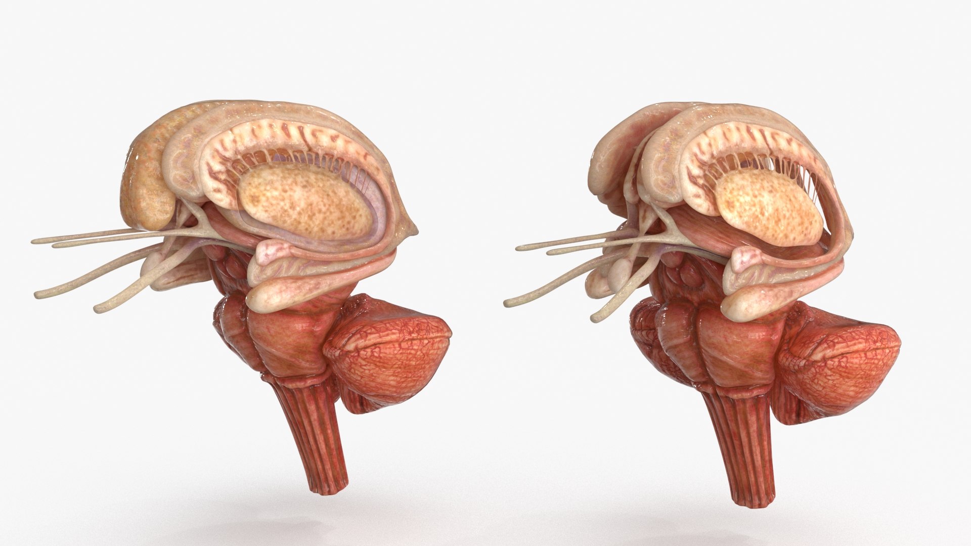 3D model human brain - TurboSquid 1488790