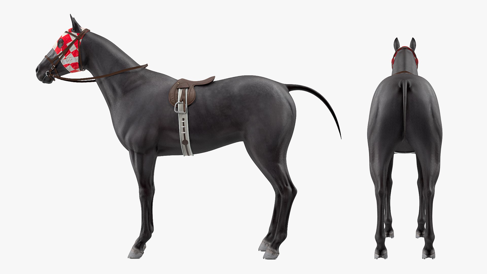 Racehorse black horse model - TurboSquid 1465415