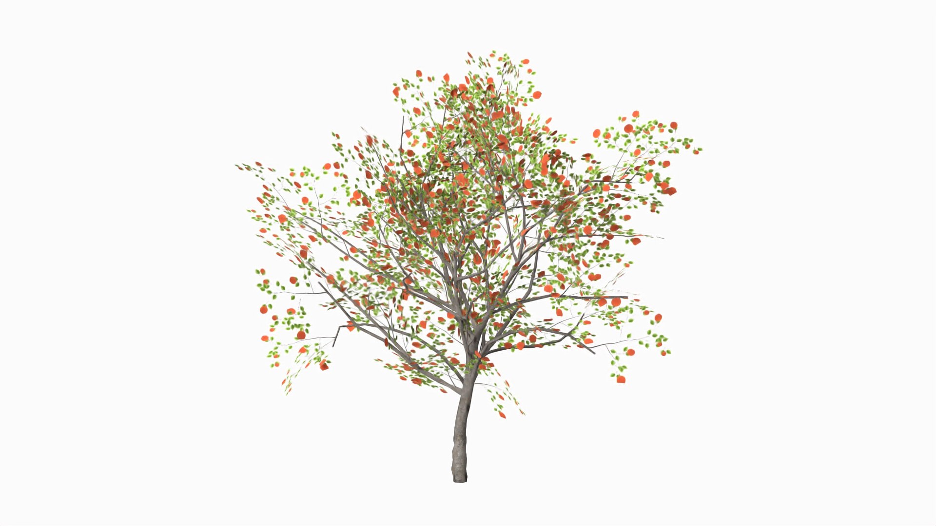 3D apricot fruity model - TurboSquid 1619447