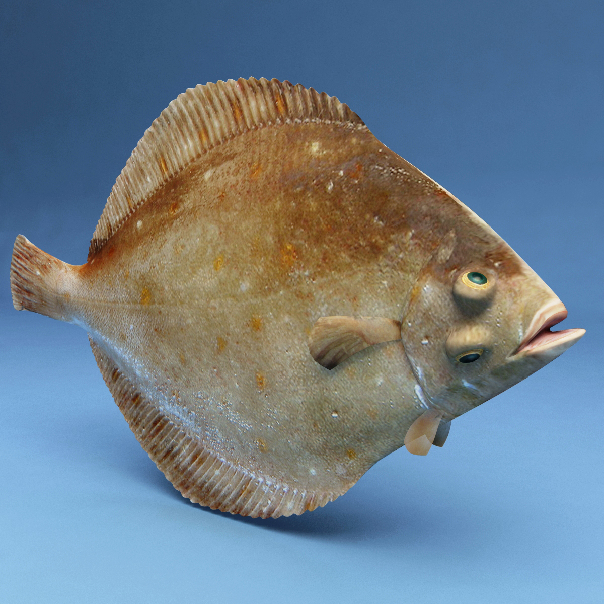 3d flatfish modelled model
