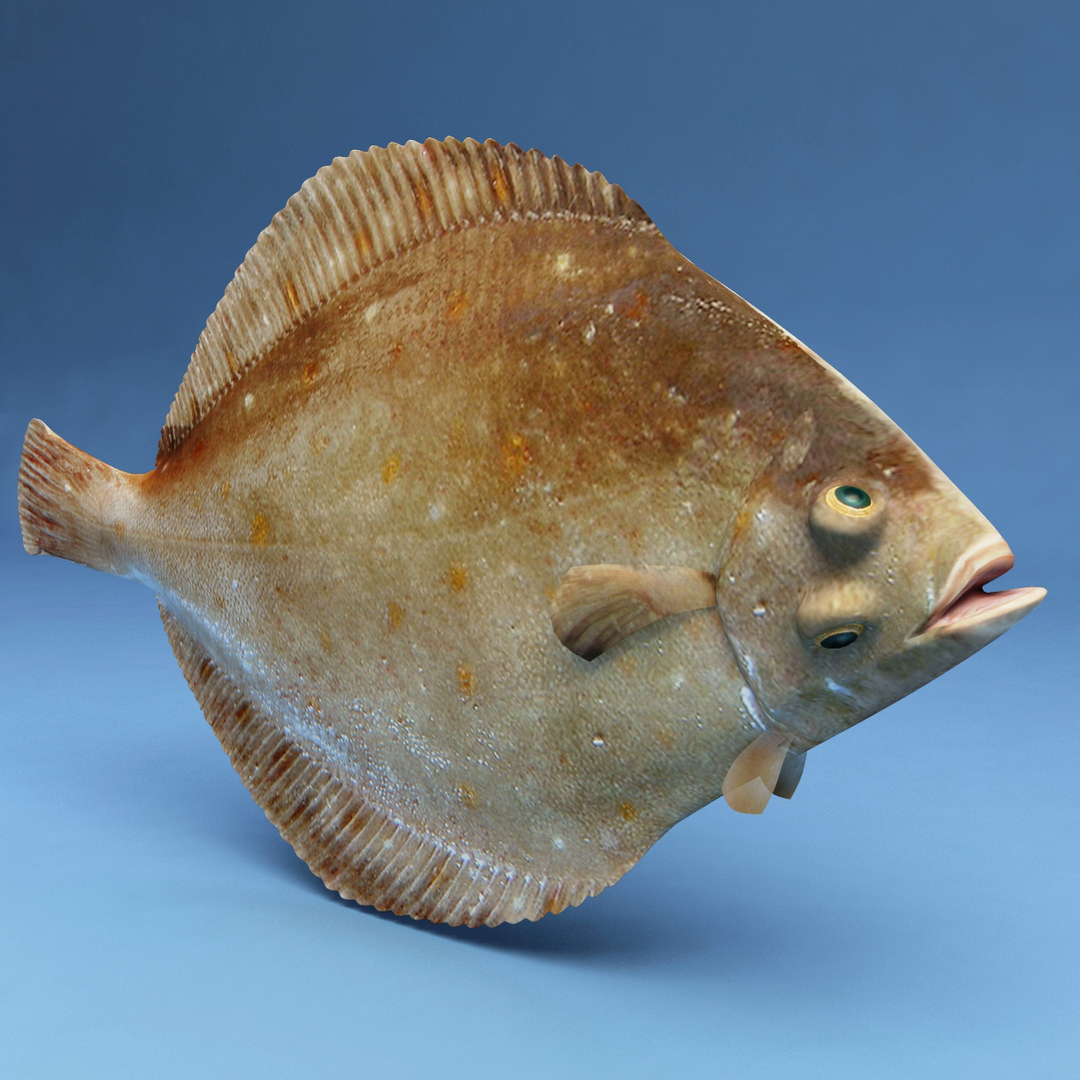 3d flatfish modelled model