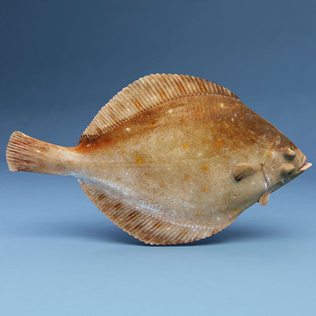 3d flatfish modelled model