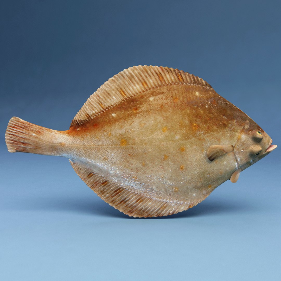 3d Flatfish Modelled Model