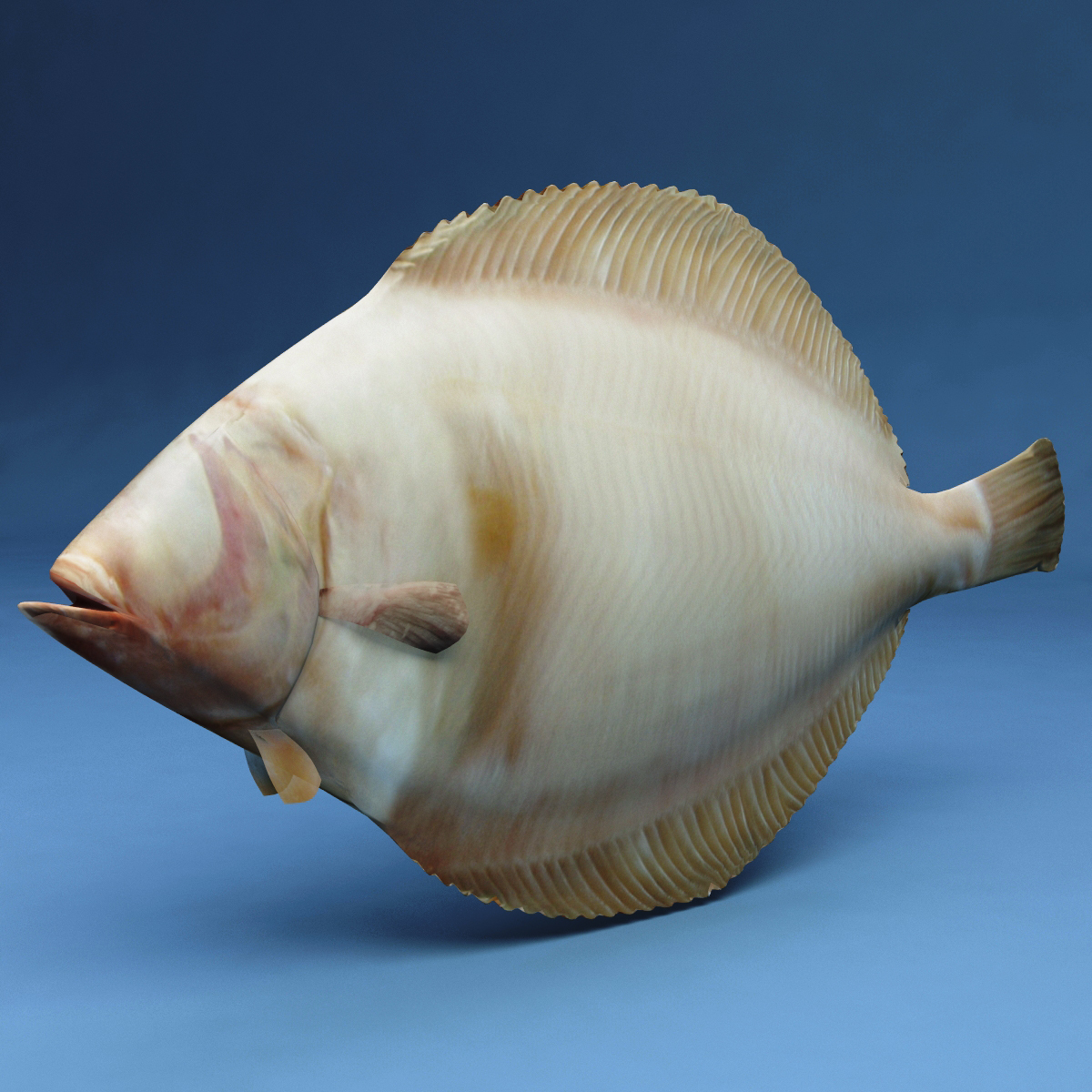 3d flatfish modelled model