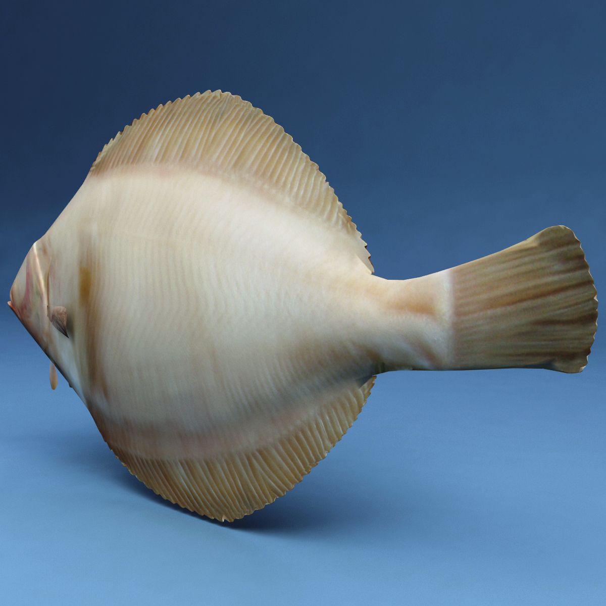 3d flatfish modelled model