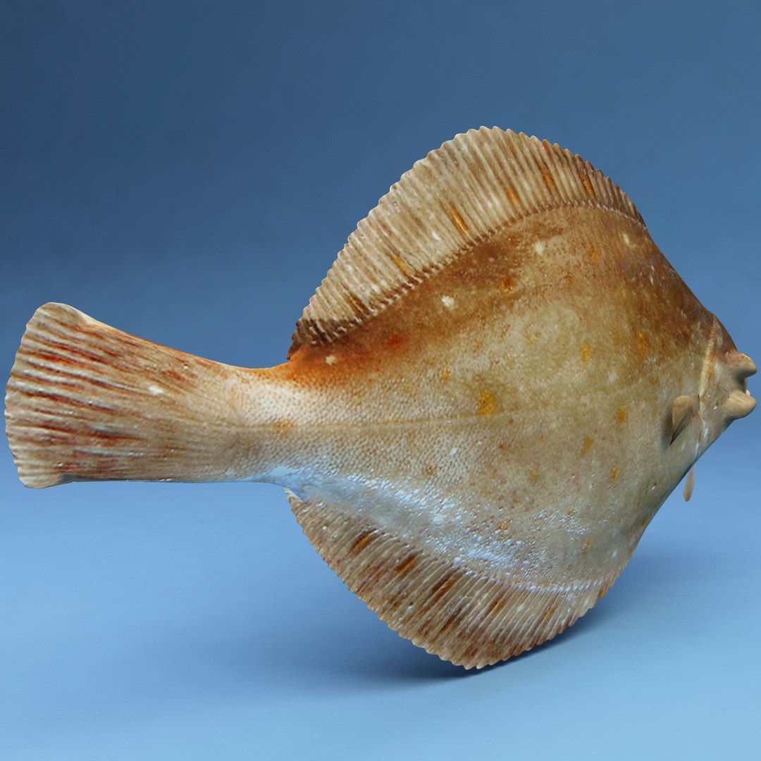 3d Flatfish Modelled Model