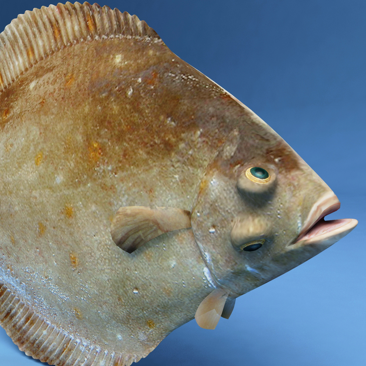 3d flatfish modelled model