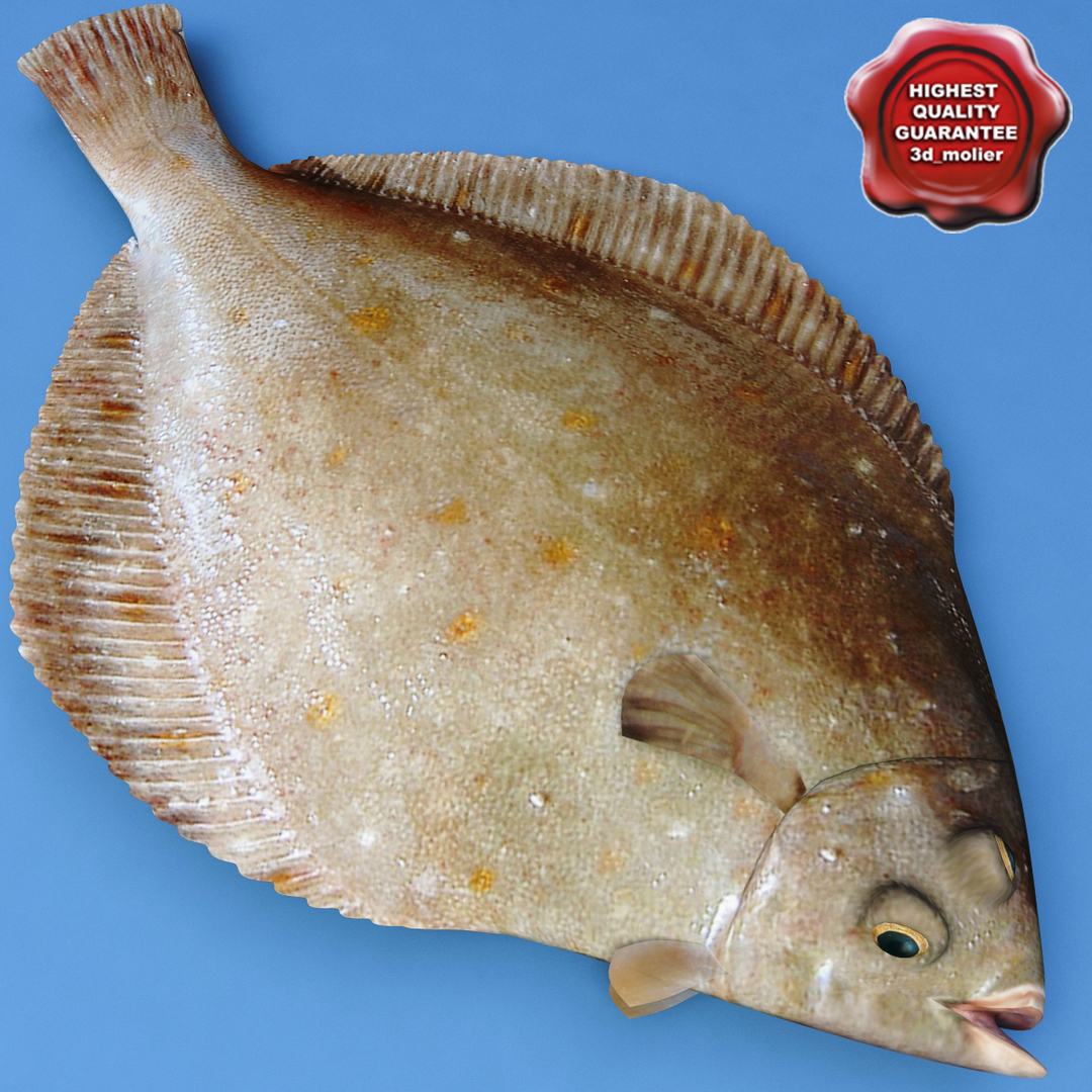 3d flatfish modelled model